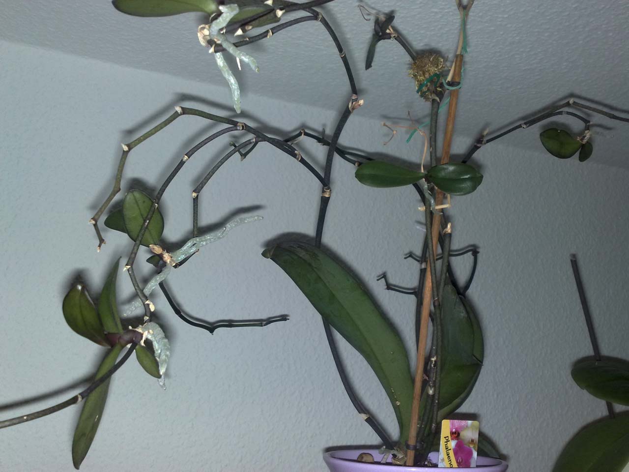Ableger einer Orchidee | Vegetation daheim